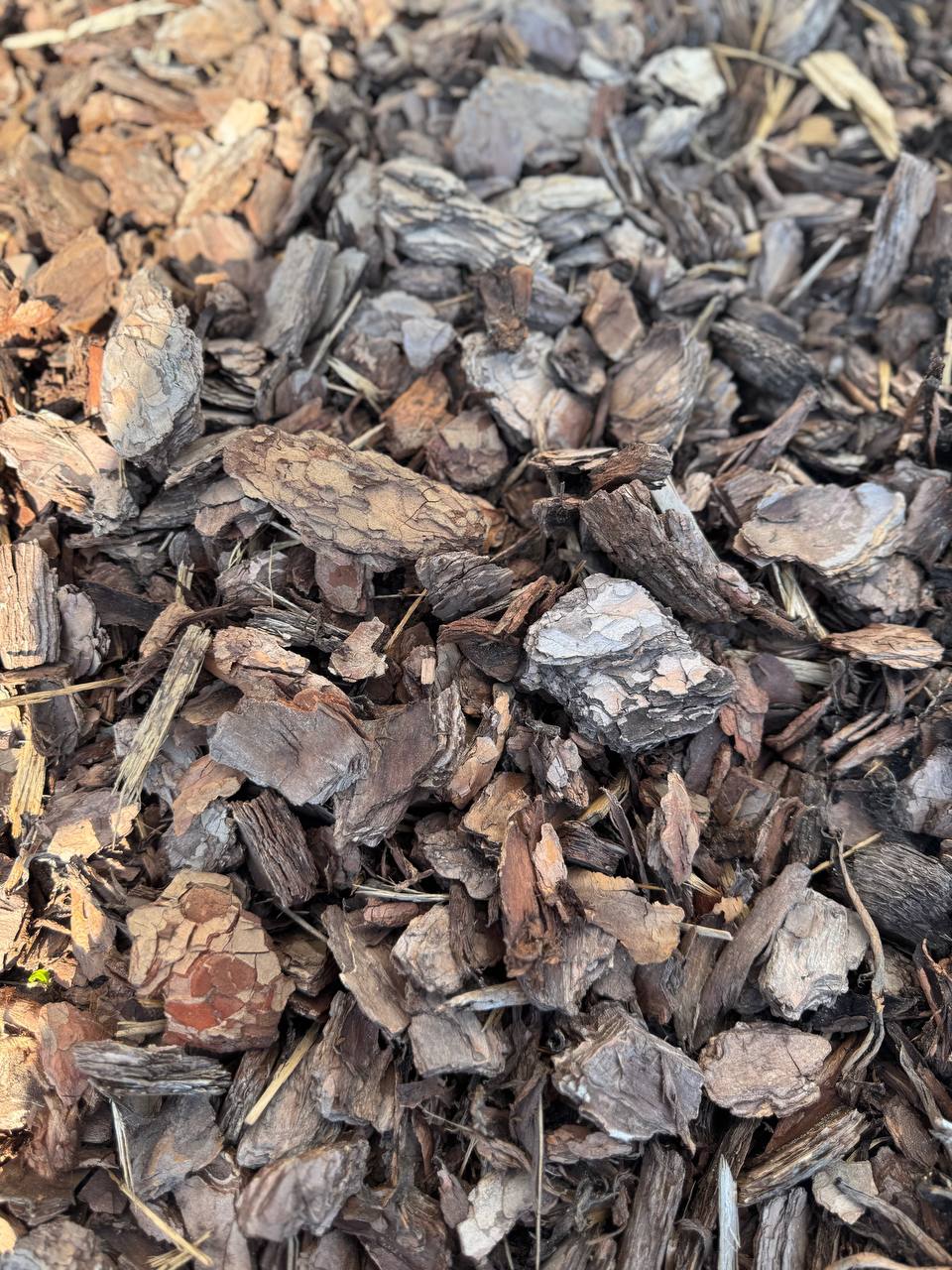 Priežu Mizas Mulča, Rupjā, 1. Šķira